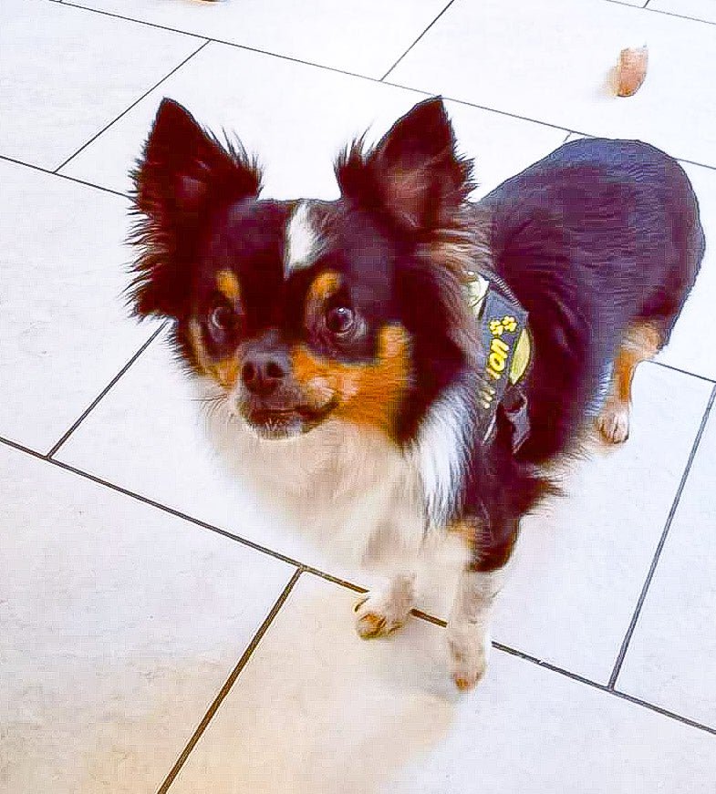 Cours avec Thirion, un chien qui mord les mollet – Aminuki